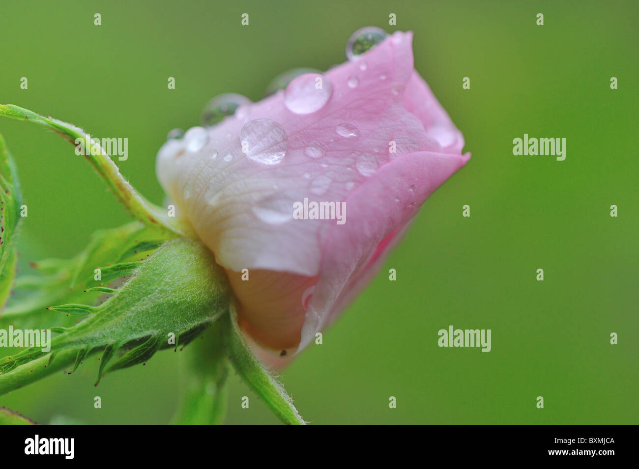 Provence rose flower plant hi-res stock photography and images - Alamy