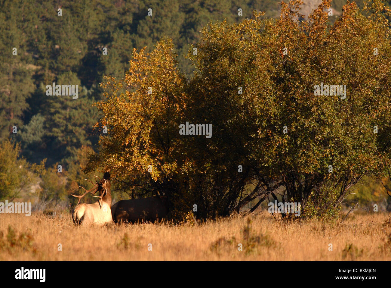 An Elk browsing high on a tree Stock Photo - Alamy