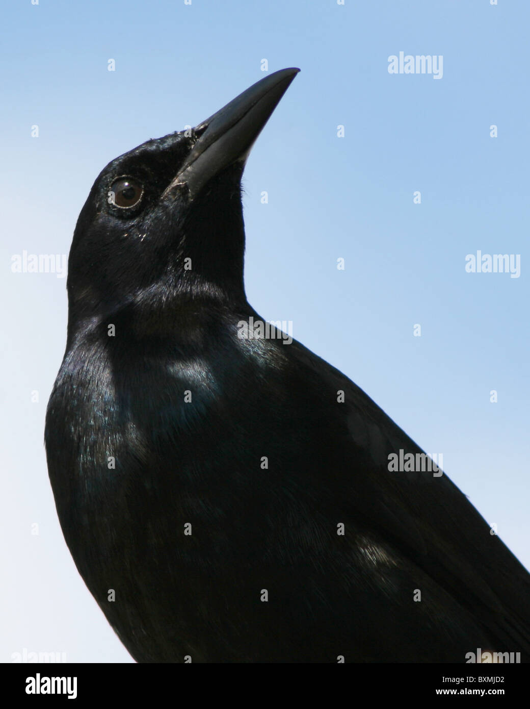 A Fish Crow curve Stock Photo - Alamy