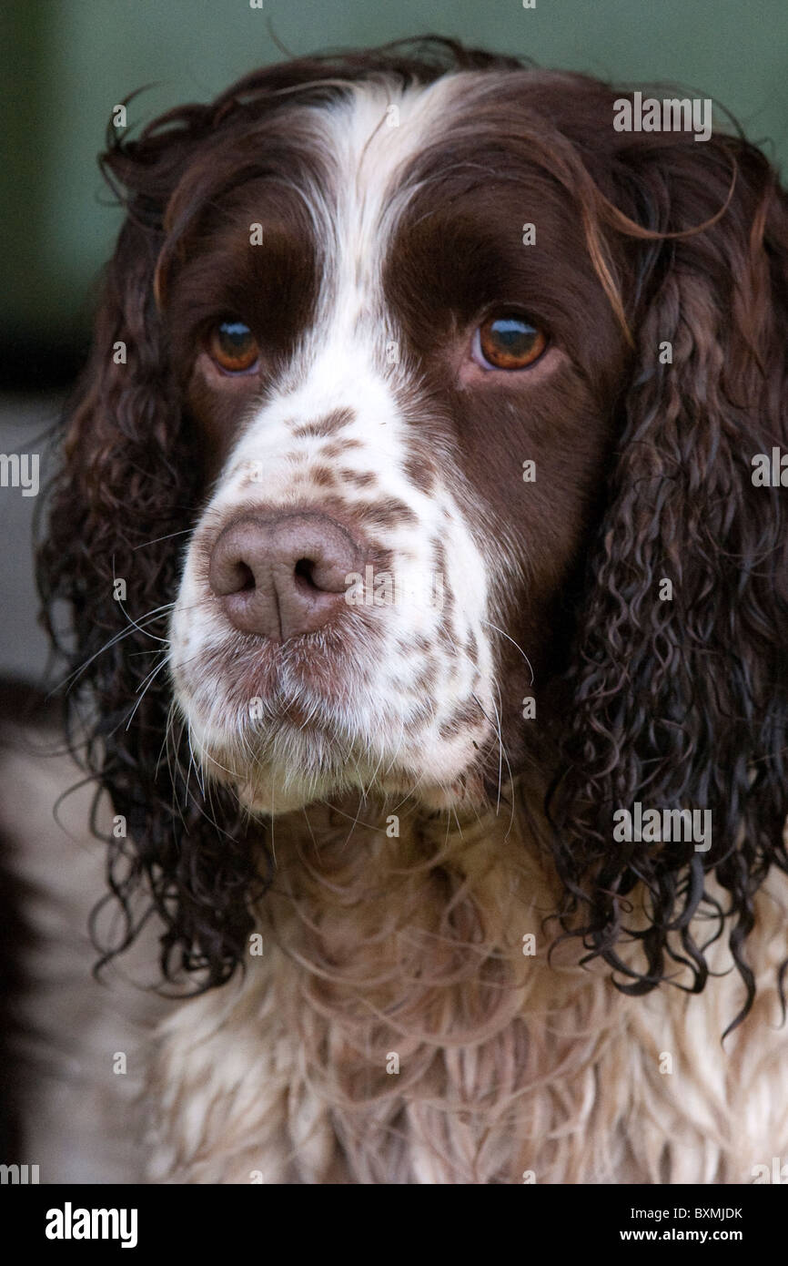 Springer Spaniel, Labrador, Cocker Spaniel in back of vehicle on a ...