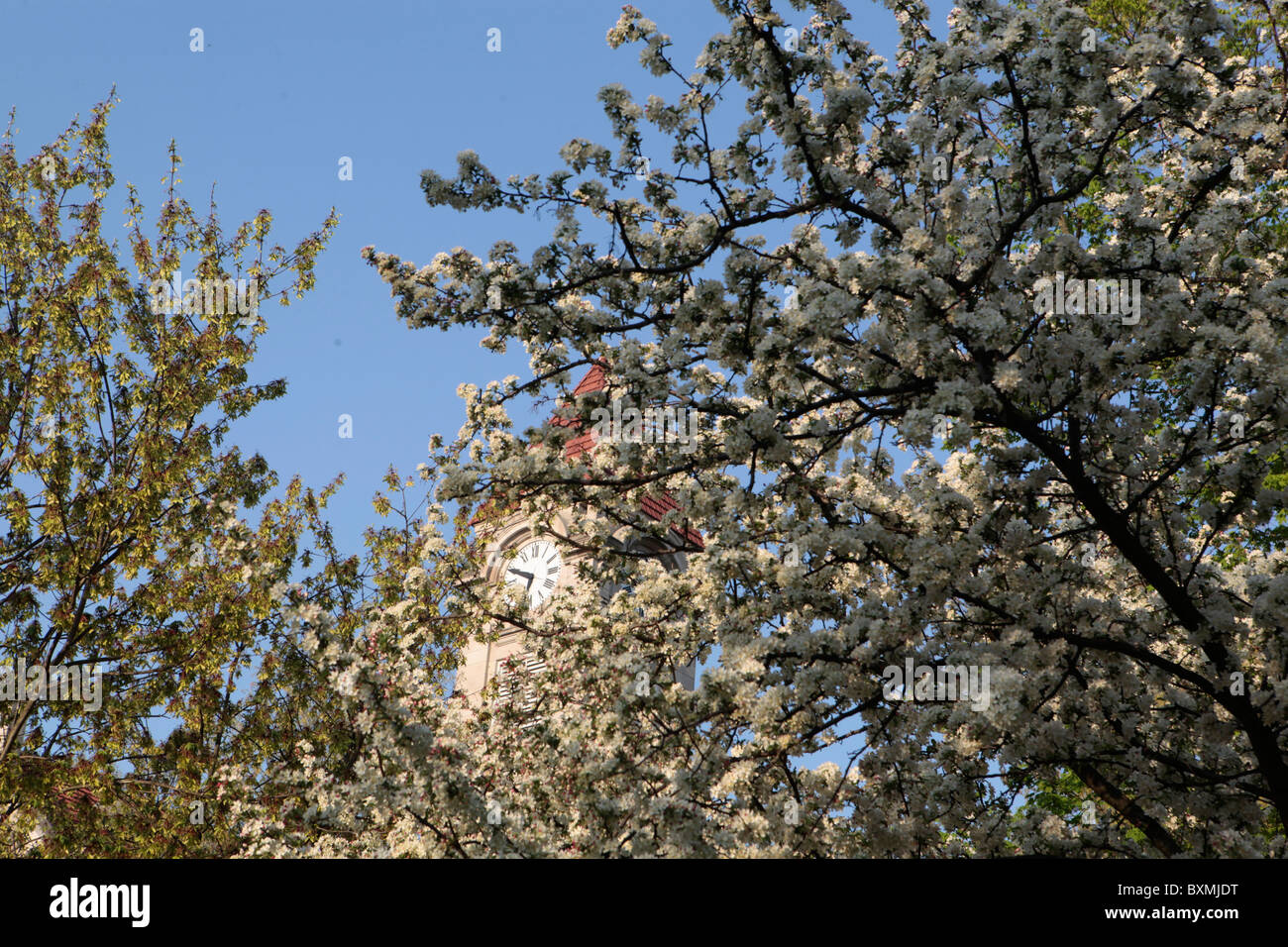 IU Campus- Student Building with blooming flowering tree at Indiana ...