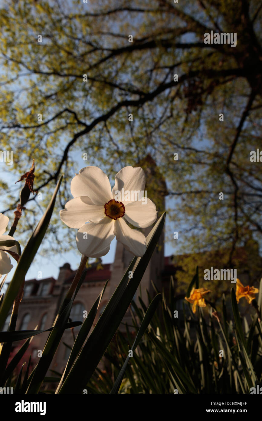 Iu campus hi-res stock photography and images - Alamy