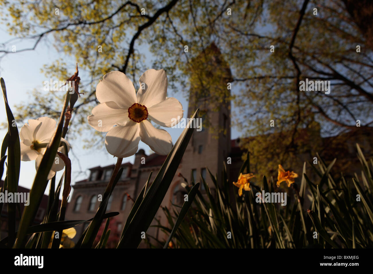 IU Campus- Student Building with blooming flowers sun set at Indiana ...