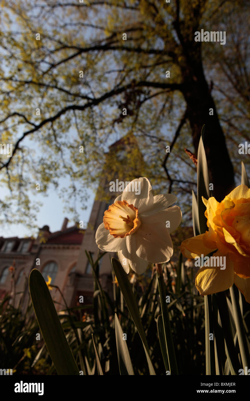 IU Campus- Student Building with blooming flowers sun set at Indiana ...
