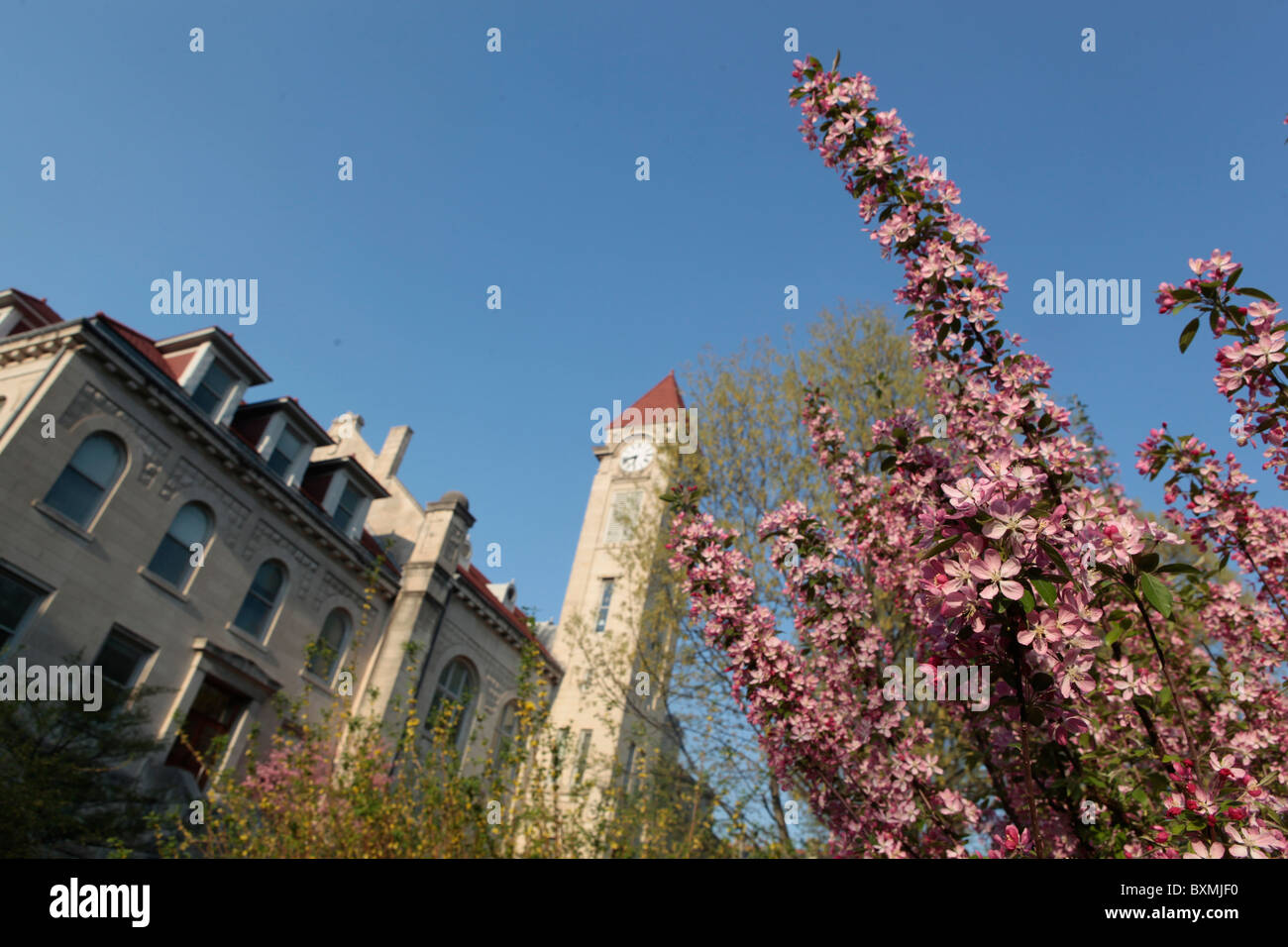 IU Campus- Student Building with blooming flowering tree at Indiana ...