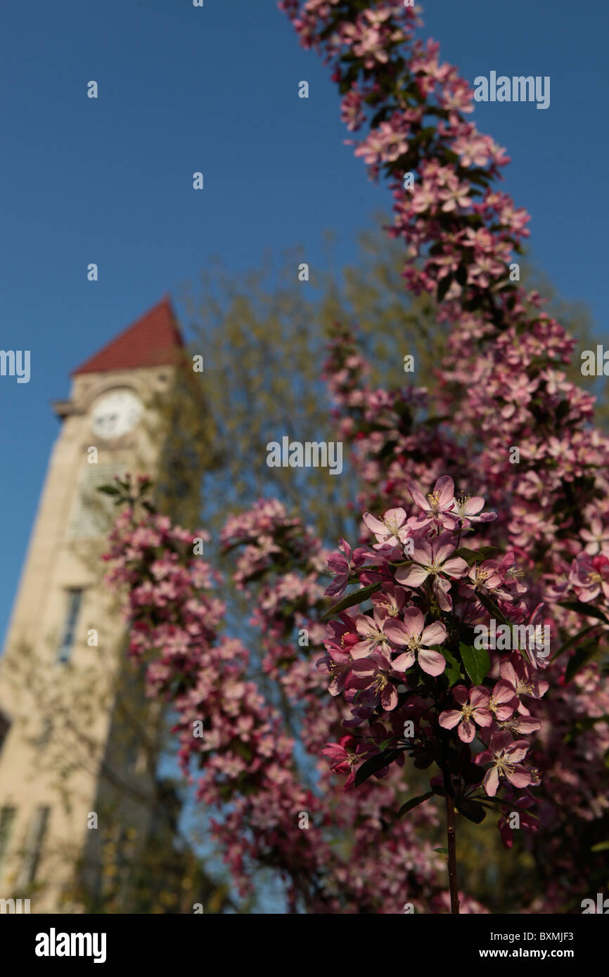 IU Campus- Student Building with blooming flowering tree at Indiana ...