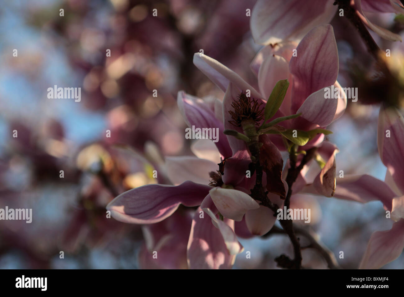Magnolia trees blooming at Indiana University blooms flowering spring ...