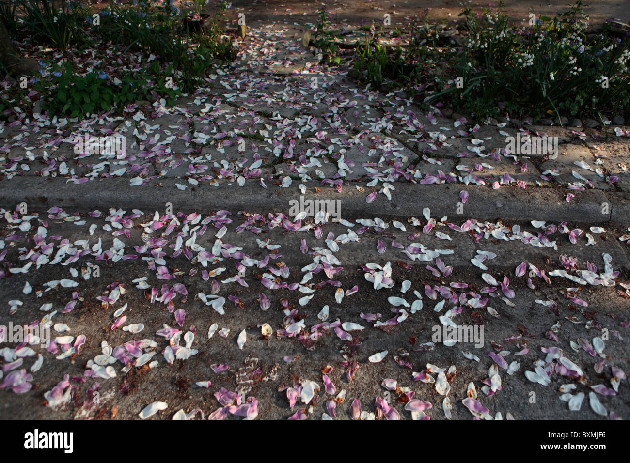 Fallen Magnolia tree blooms at Indiana University Stock Photo - Alamy