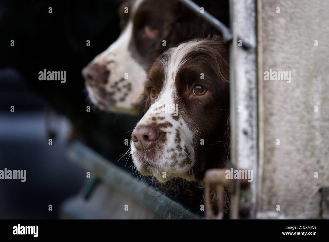 Springer Spaniel in back of vehicle on a shoot day Stock Photo - Alamy