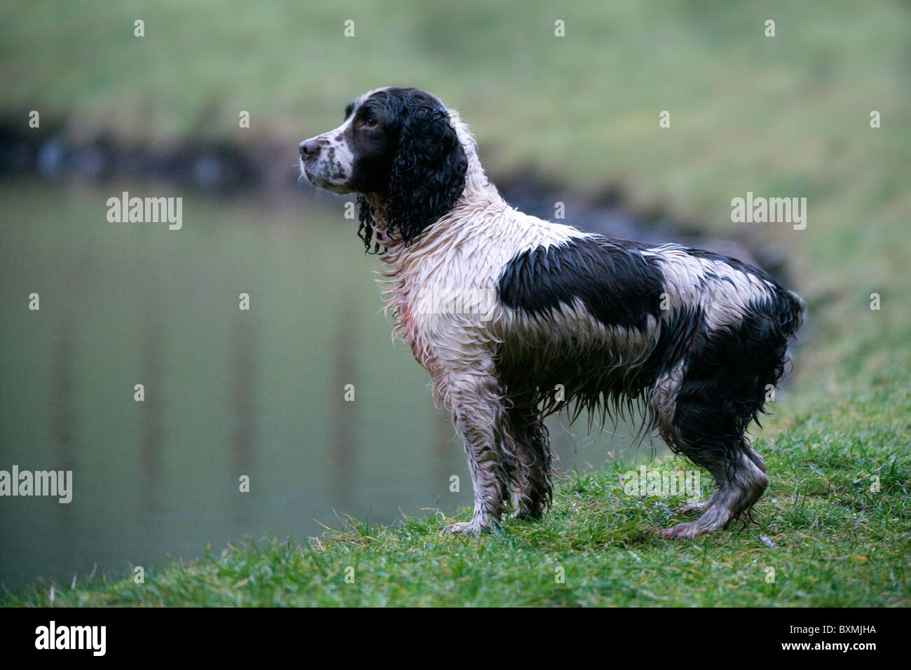 Black Springer Spaniel on a shoot day Stock Photo - Alamy