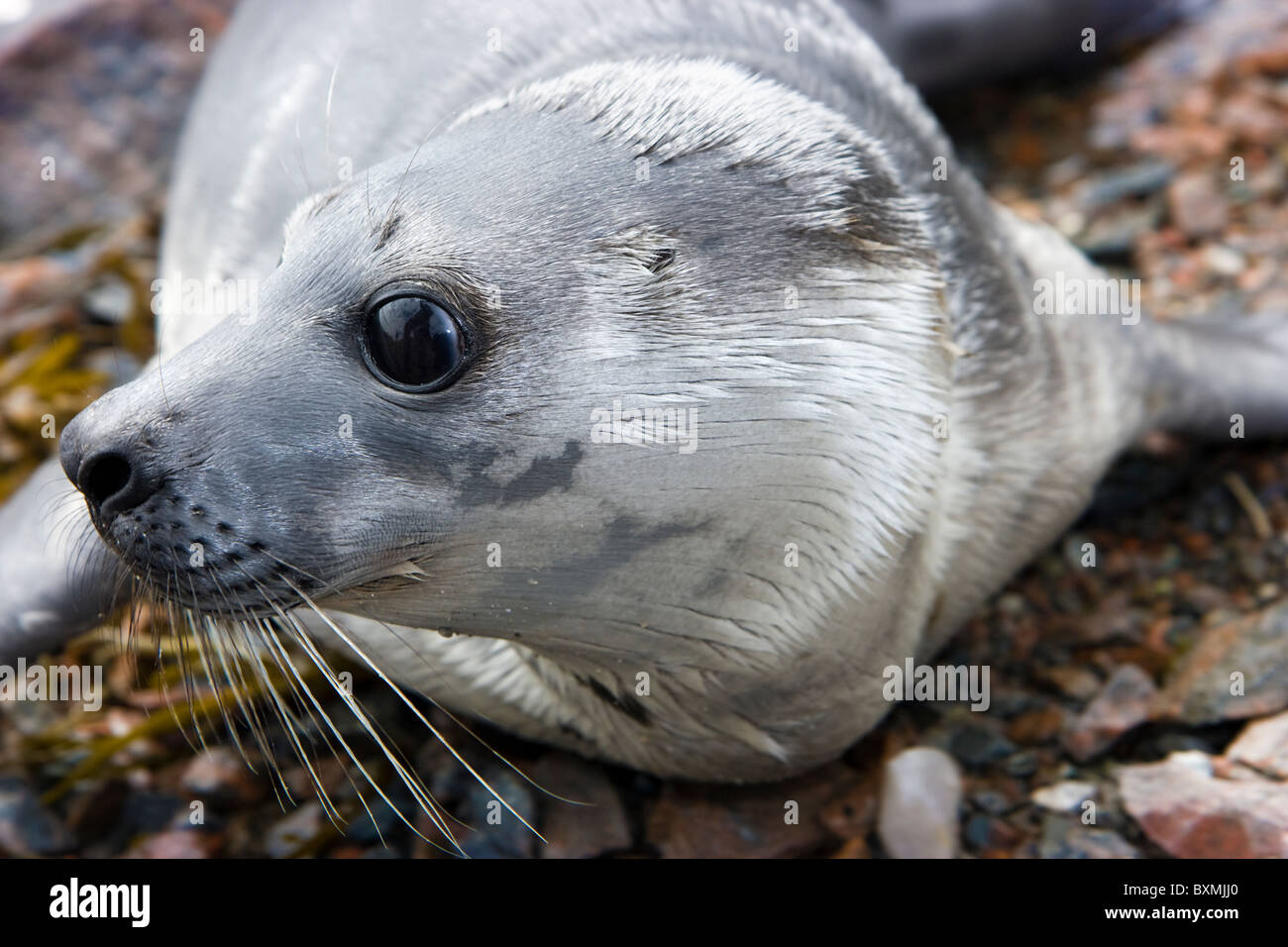 seals in their natural habitat on the shore Stock Photo - Alamy