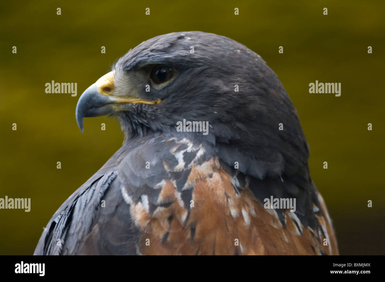 Jackal Buzzard Buteo rufofuscus Cape Town South Africa World of Birds ...