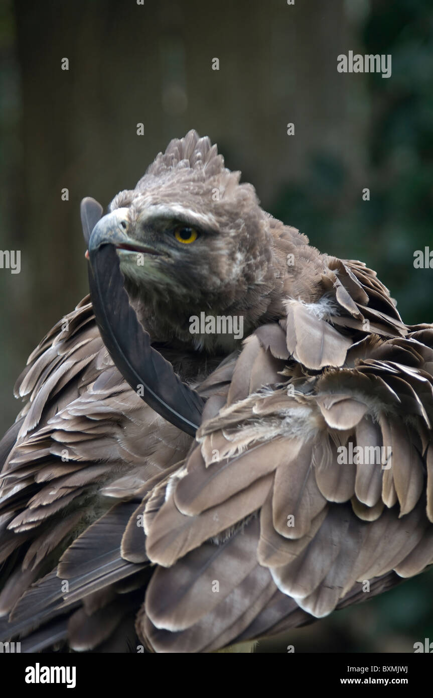 Polemaetus bellicosus world of hi-res stock photography and images - Alamy