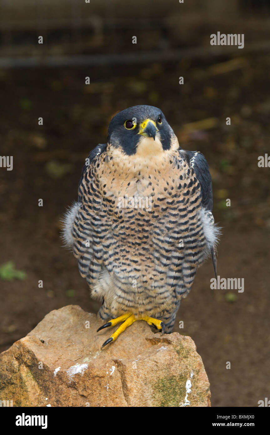 Peregrine Falcon Falco peregrinus World of Birds Cape Town South Africa ...