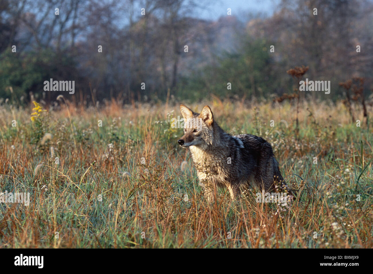 Coyote in Field Stock Photo - Alamy