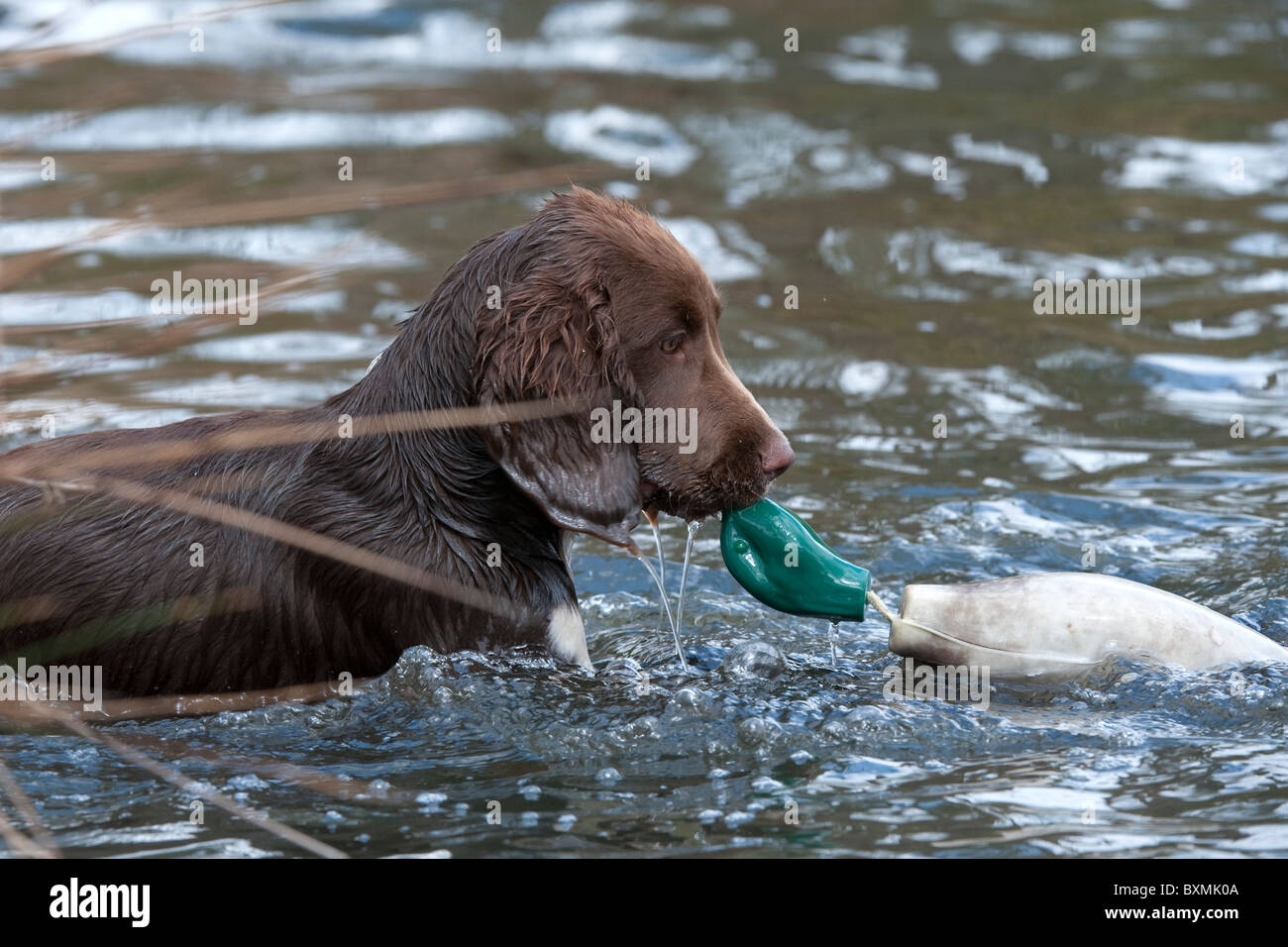 Springer spaniel shooting water hi-res stock photography and images - Alamy