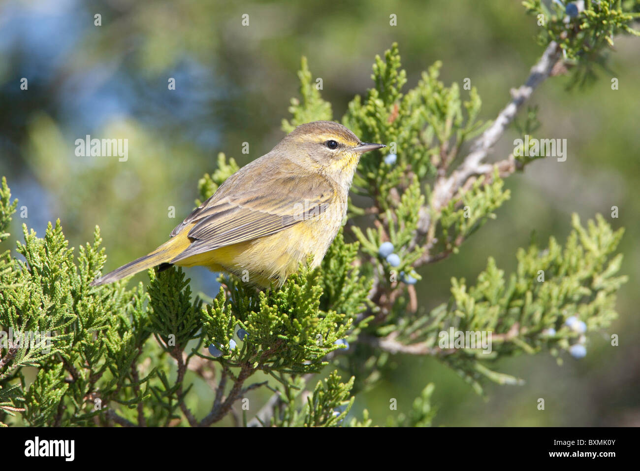 Palm Warbler Fall Plumage