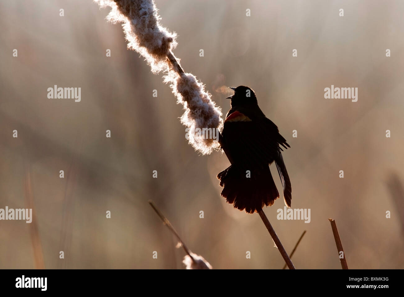 Red winged blackbird singing cold hi-res stock photography and images ...