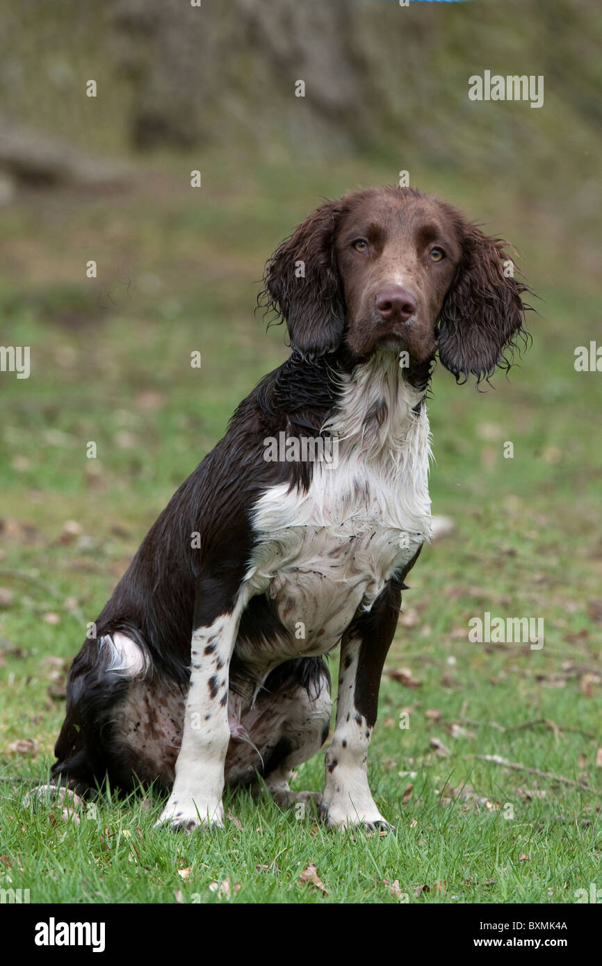 Springer spaniel shooting water hi-res stock photography and images - Alamy