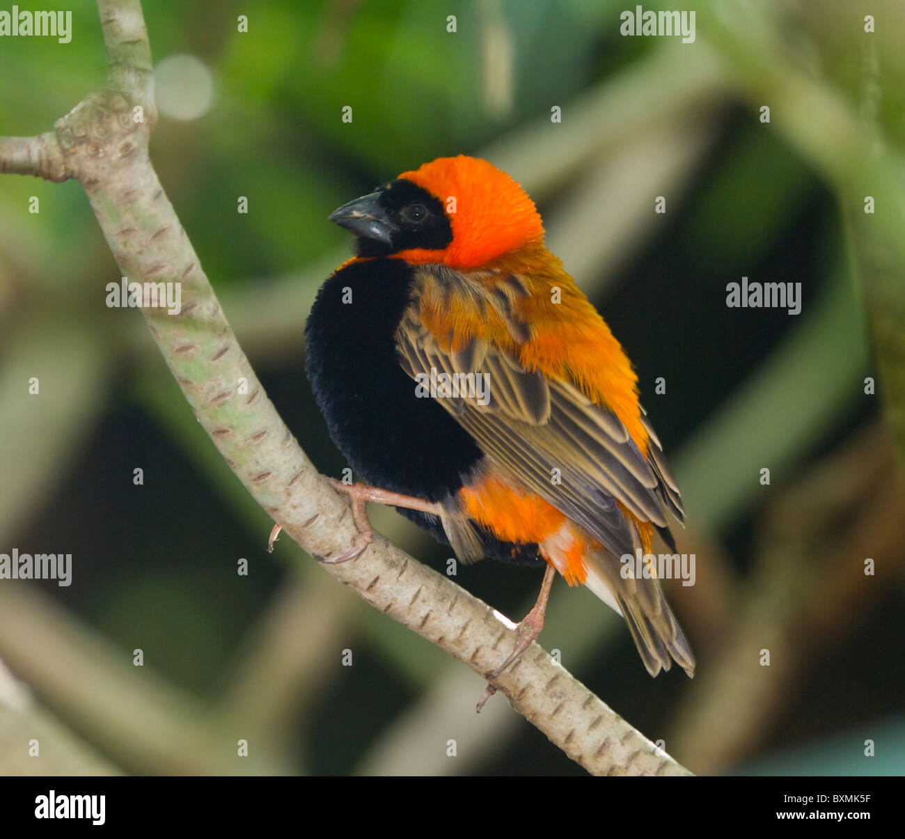 Orange bishop bird hi-res stock photography and images - Alamy