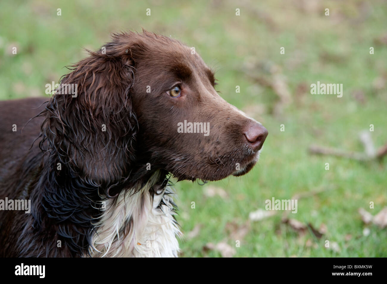 Springer spaniel shooting water hi-res stock photography and images - Alamy