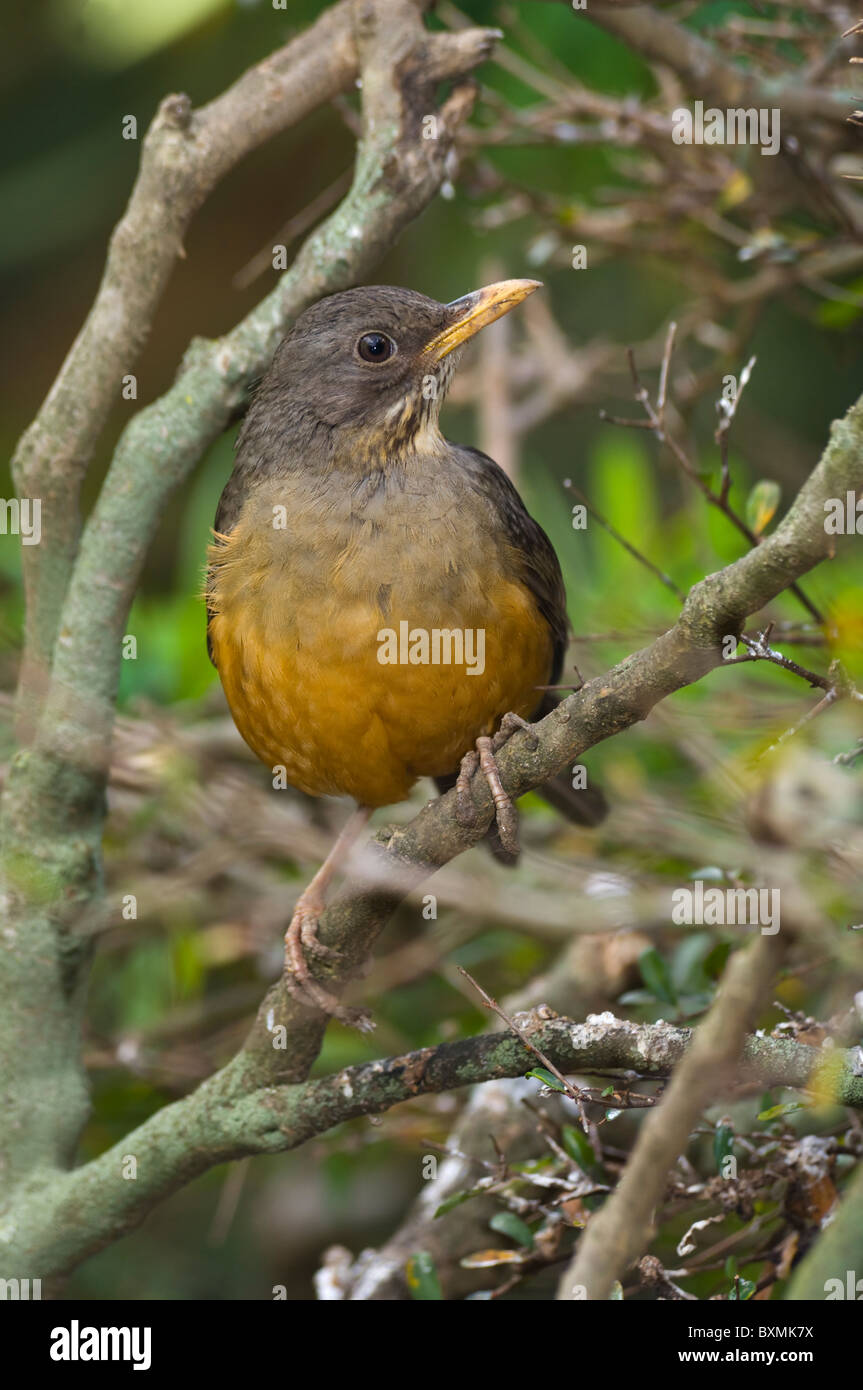 Turdus olivaceus hi-res stock photography and images - Alamy