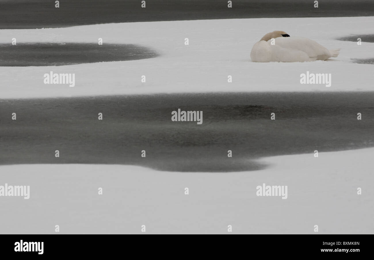 Camouflage against ice hi-res stock photography and images - Alamy