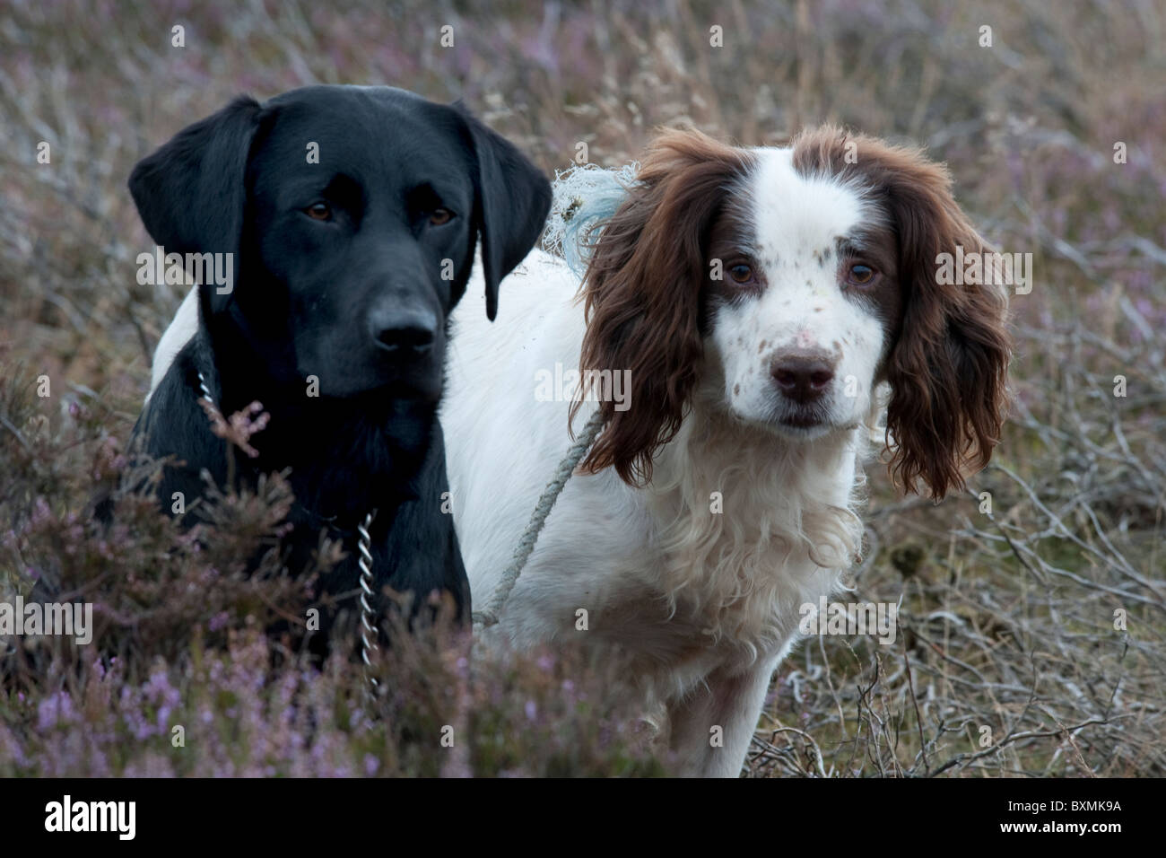 Springer Spaniel and Black Labrador Retriever in heather on a shoot day ...