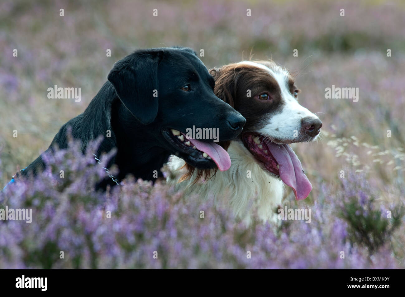 Springer Spaniel and Black Labrador Retriever in heather on a shoot day ...