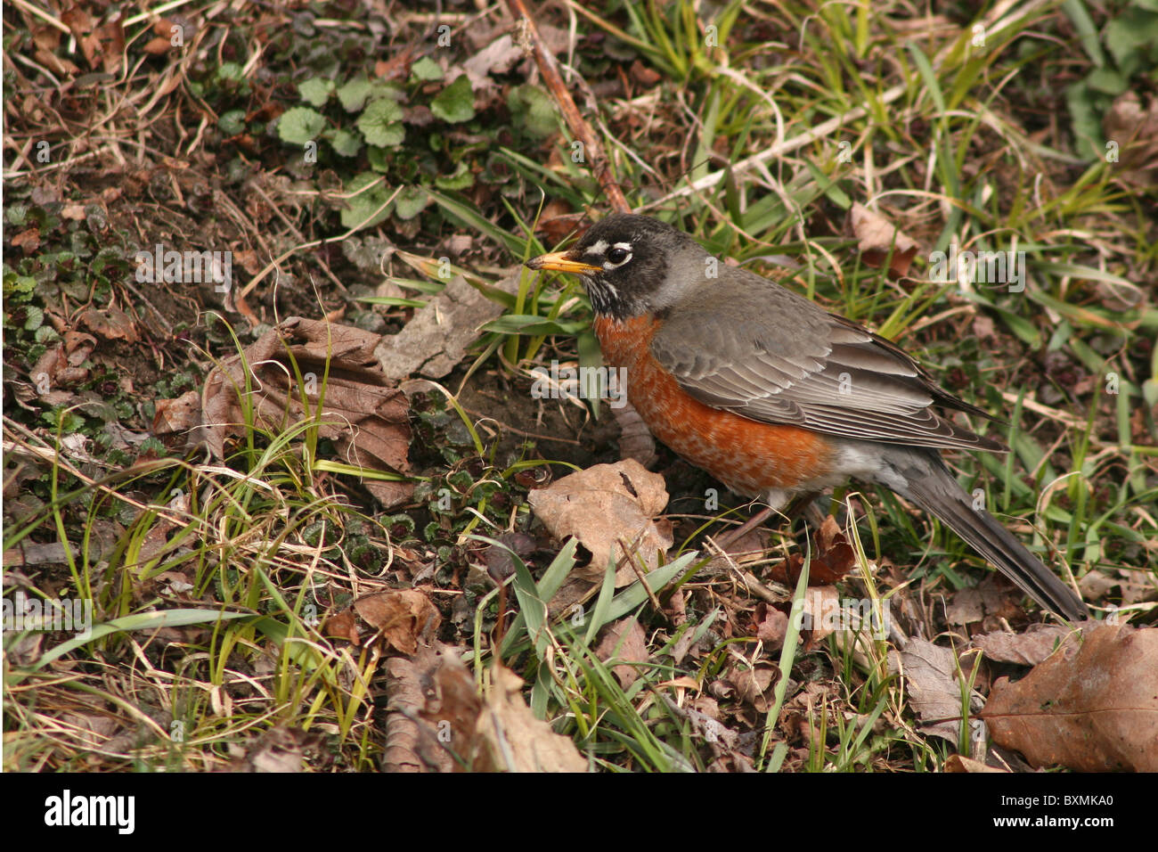 An American Robin feeding in spring Stock Photo - Alamy