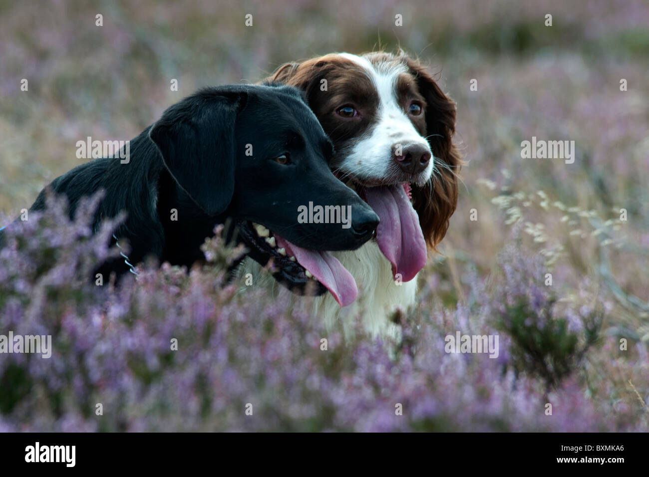 Springer Spaniel and Black Labrador Retriever in heather on a shoot day ...