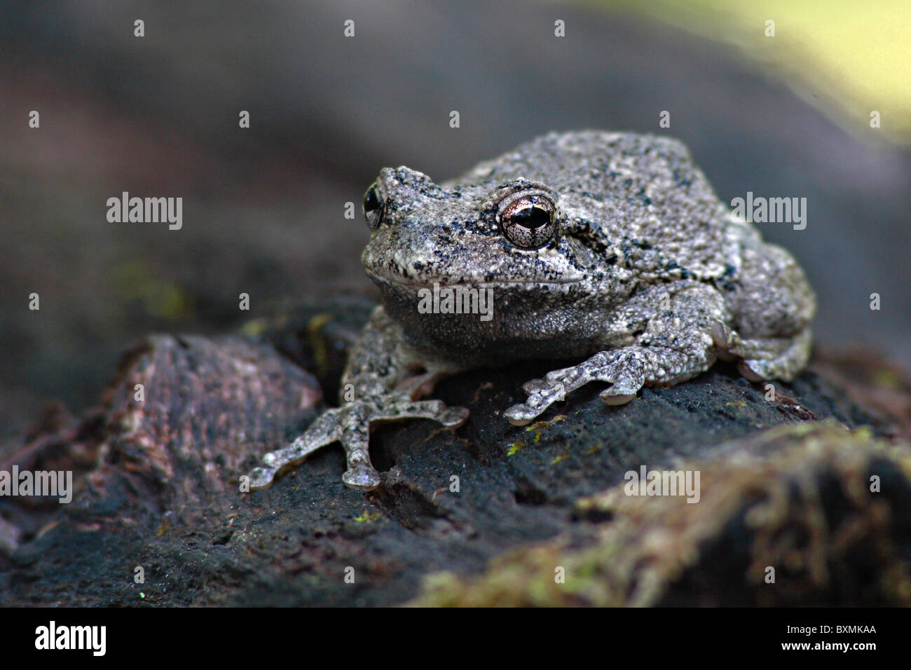 A Gray Tree Frog in natural camouflage Stock Photo - Alamy