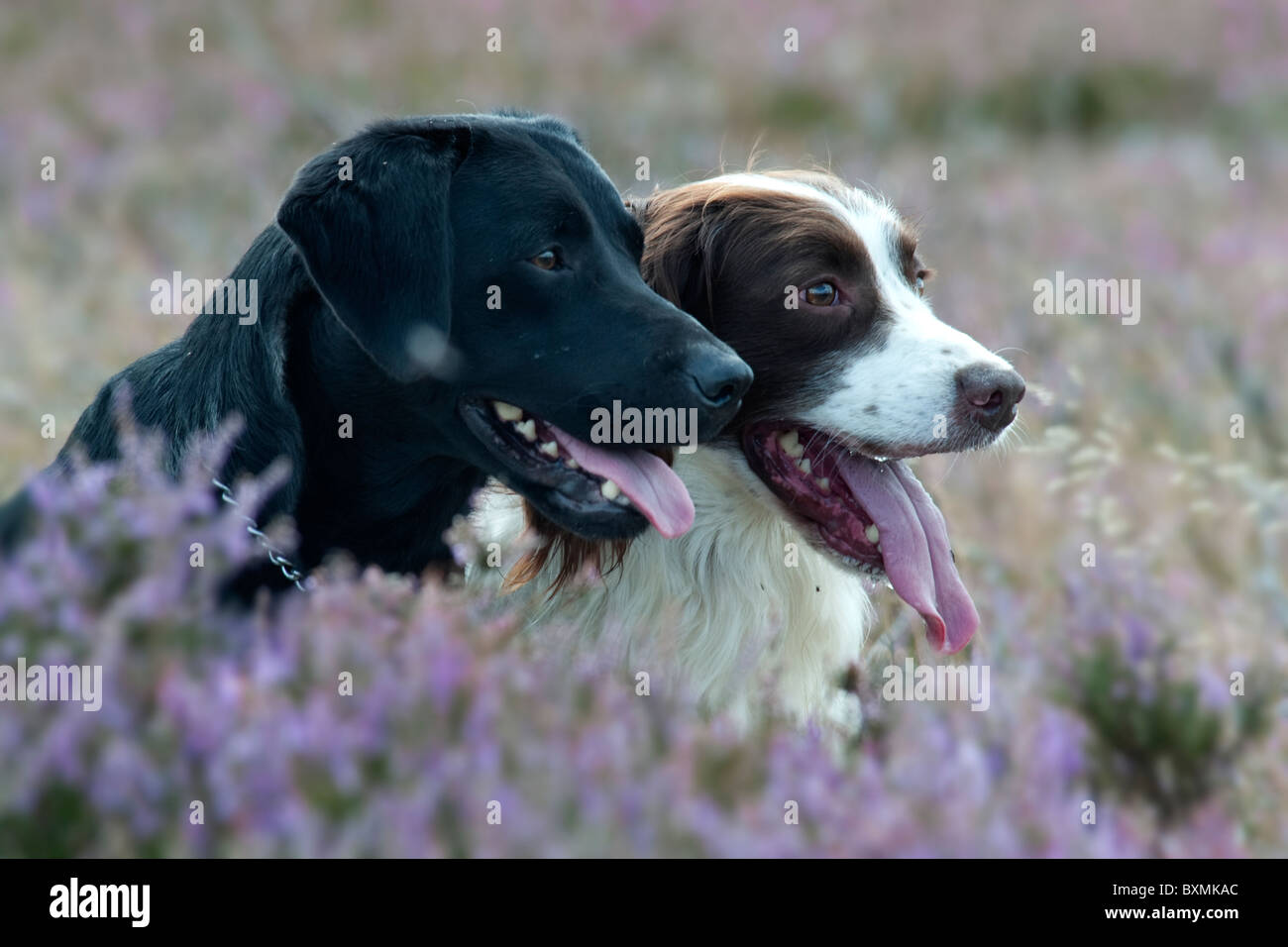 Springer Spaniel and Black Labrador Retriever in heather on a shoot day ...