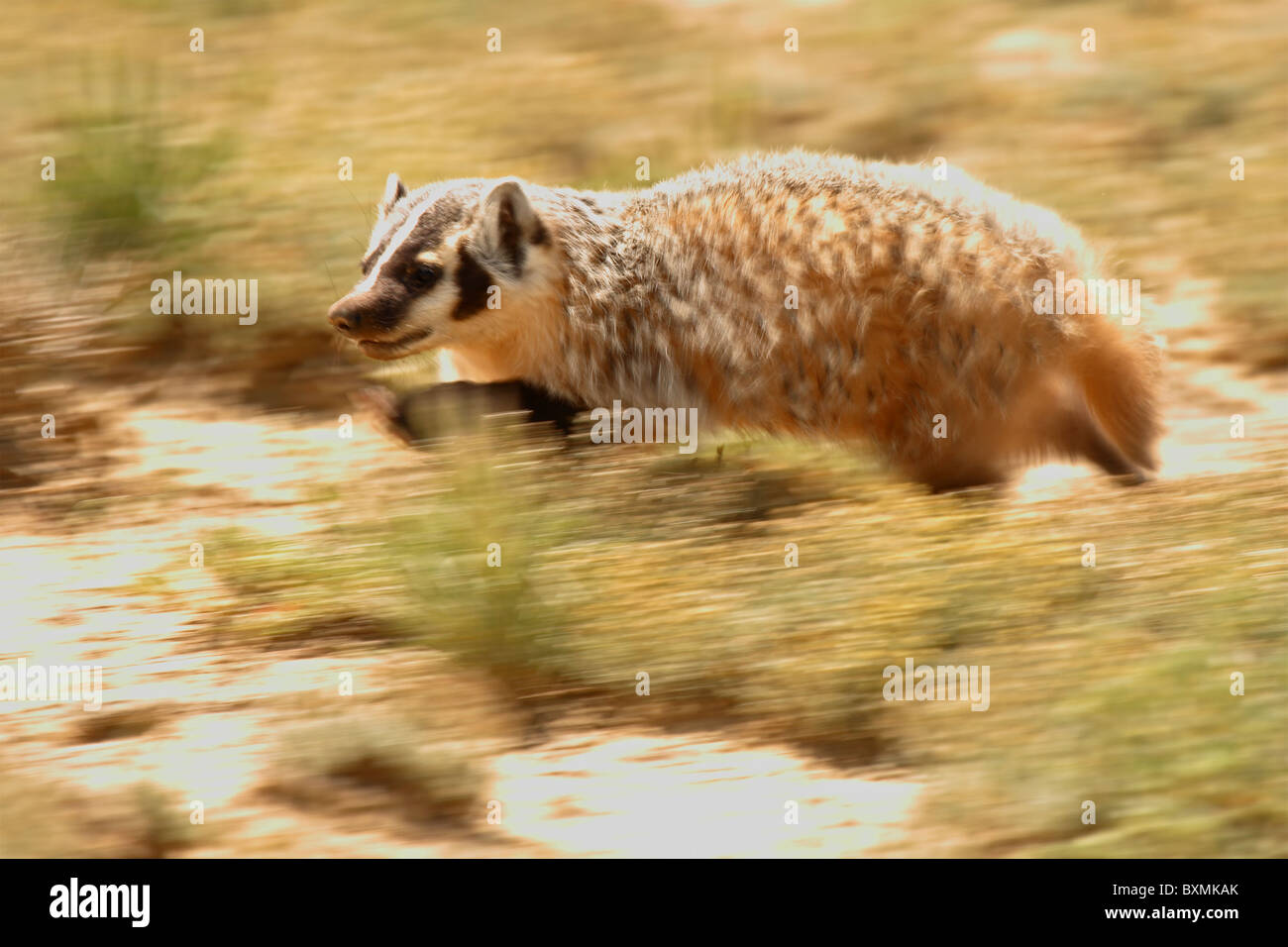 Badger running hi-res stock photography and images - Alamy