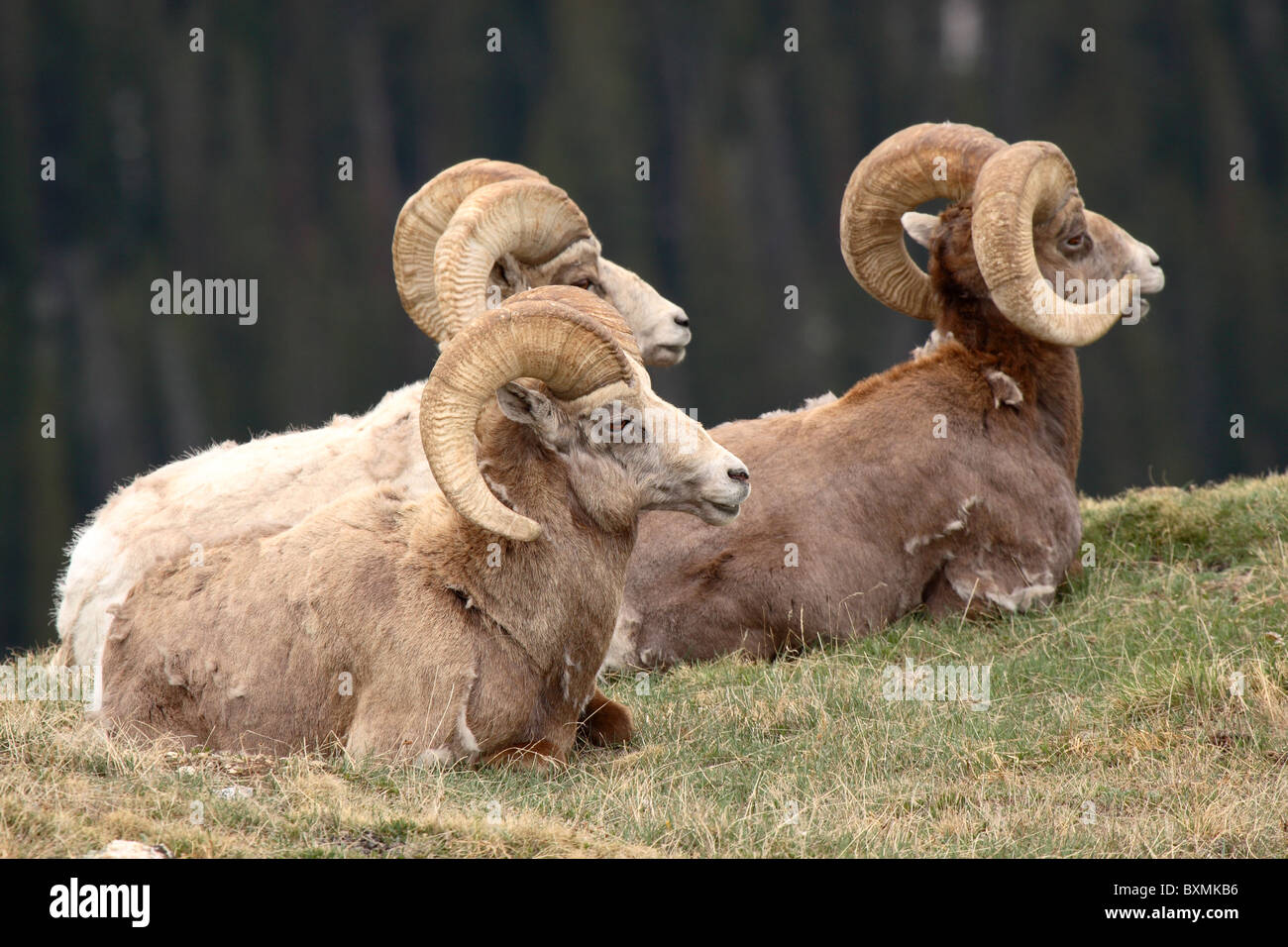 Ram band hi-res stock photography and images - Alamy