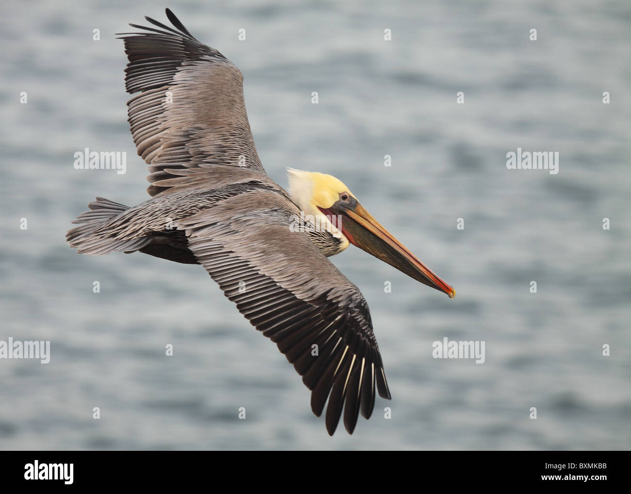 A Brown Pelican flying by Stock Photo - Alamy