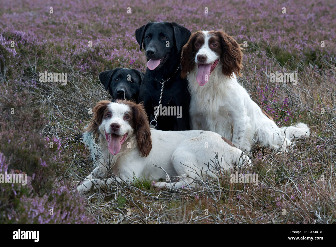 Springer Spaniel and Black Labrador Retriever in heather on a shoot day ...