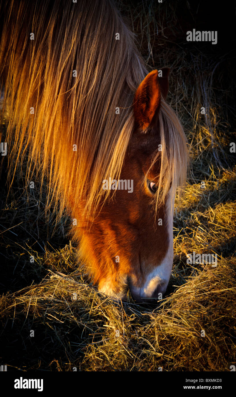 A pony feeding on hay in late afternoon sun Stock Photo - Alamy