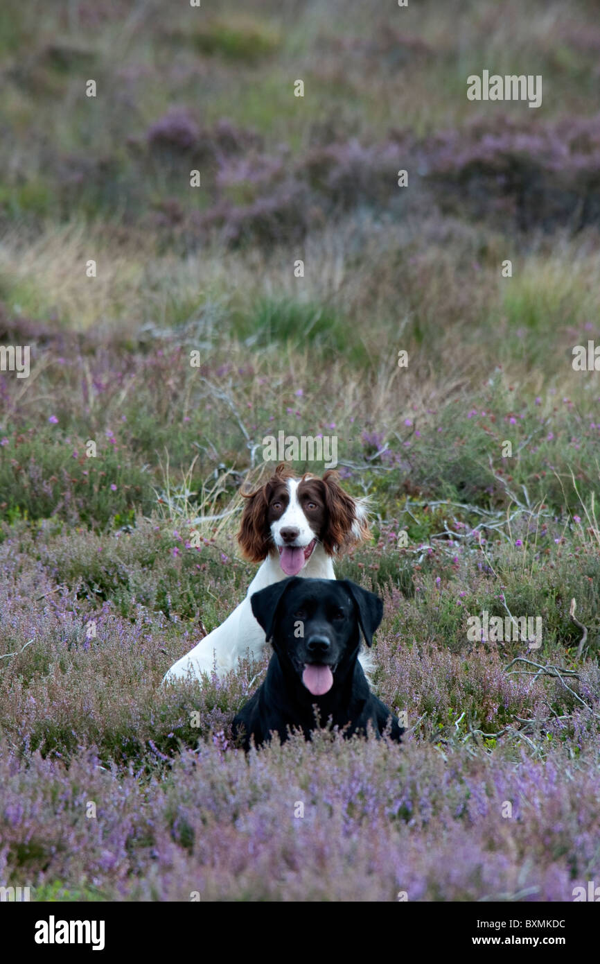 Springer Spaniel and Black Labrador Retriever in heather on a shoot day ...