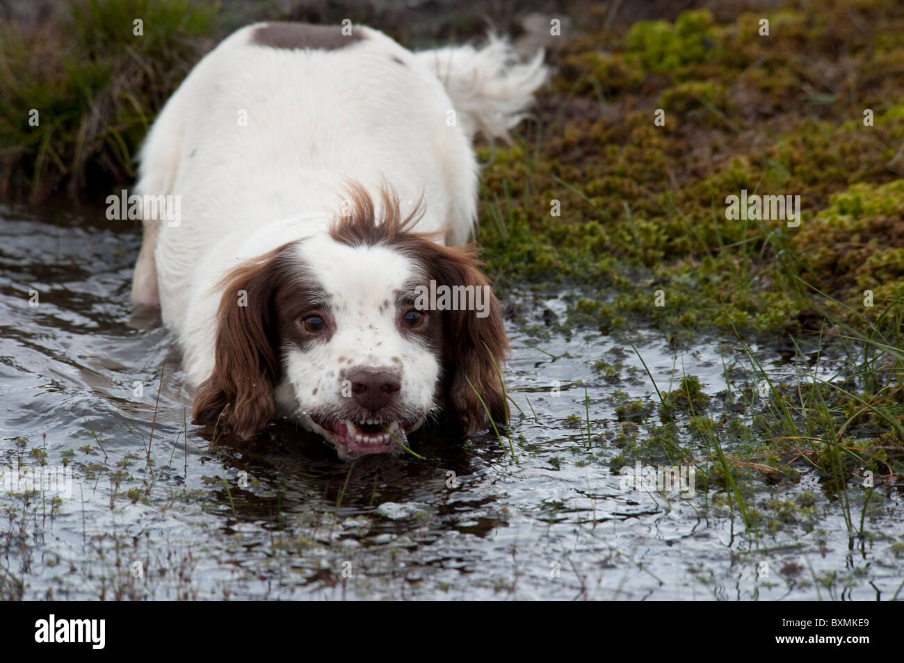 Springer spaniel shooting water hi-res stock photography and images - Alamy