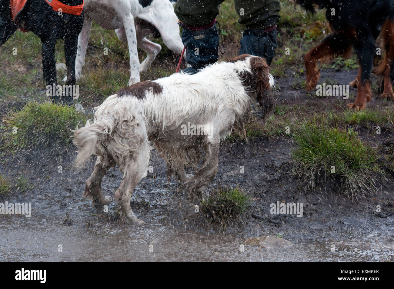Springer spaniel shooting water hi-res stock photography and images - Alamy