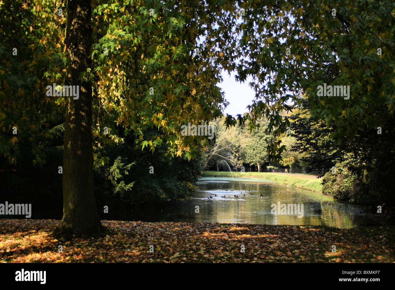 Autumn foilage, ducks and lake in Croxteth Park Liverpool Stock Photo ...