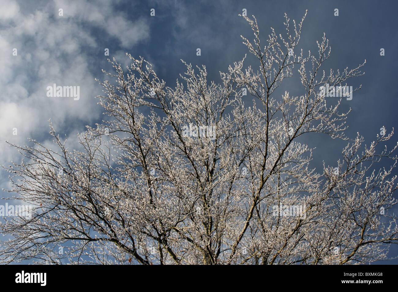 Frost on tree after freezing fog Stock Photo - Alamy