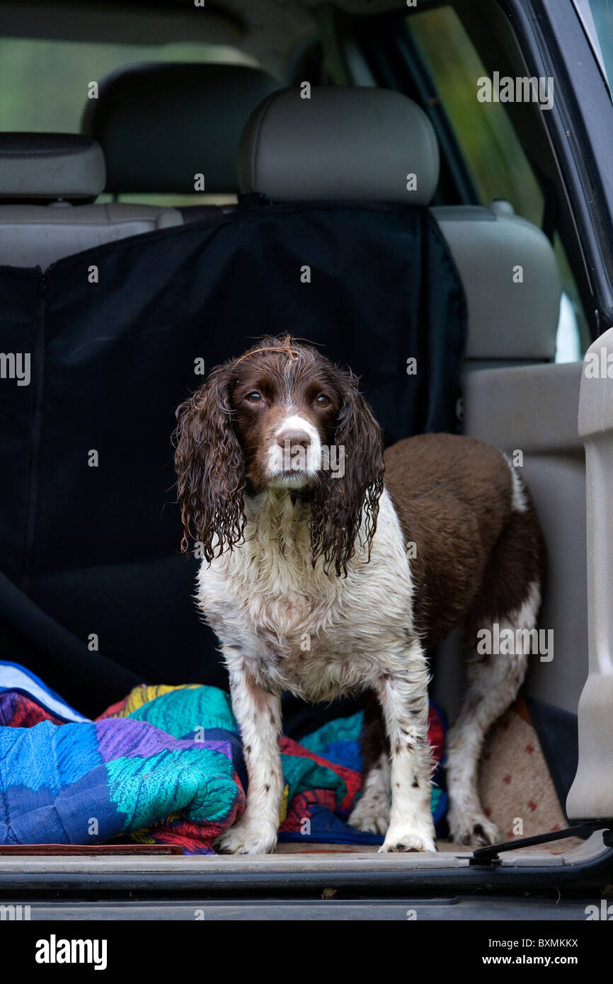 Springer Spaniel in back of vehicle on a shoot day Stock Photo - Alamy
