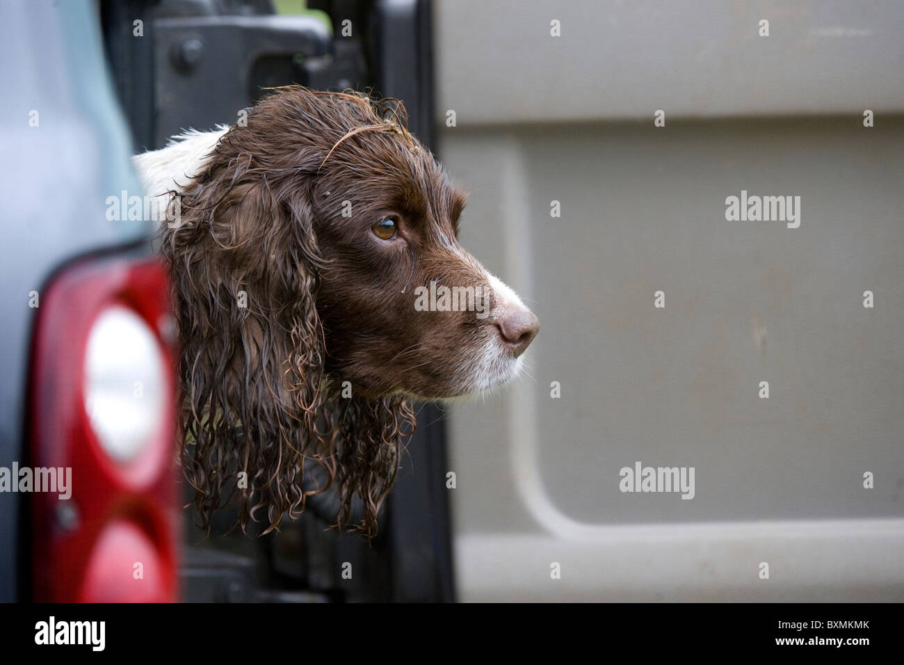 Springer Spaniel sitting in vehicle on a shoot day Stock Photo - Alamy