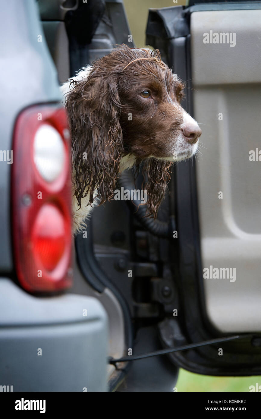 Springer Spaniel sitting in back of vehicle on a shoot day Stock Photo ...