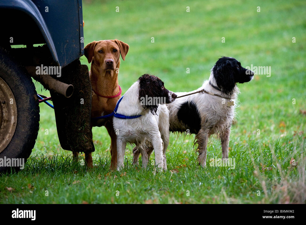 Springer Spaniels & Labrador Retriever on a shoot day Stock Photo - Alamy