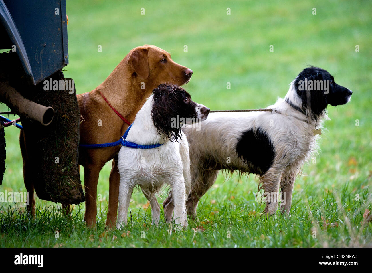 Labrador Retriever and Springer Spaniel at a shoot day Stock Photo - Alamy