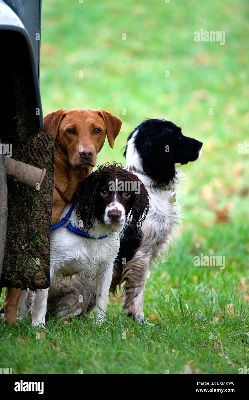 Labrador Retriever and Springer Spaniel at a shoot day Stock Photo - Alamy