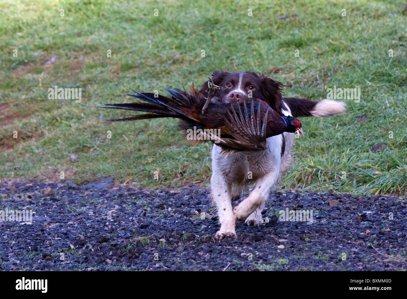 Spaniel carrying pheasant hi-res stock photography and images - Alamy